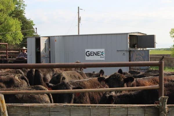 Beef Archives - GENEX