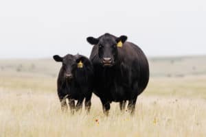 What are EPDs and why should we use them? - GENEX