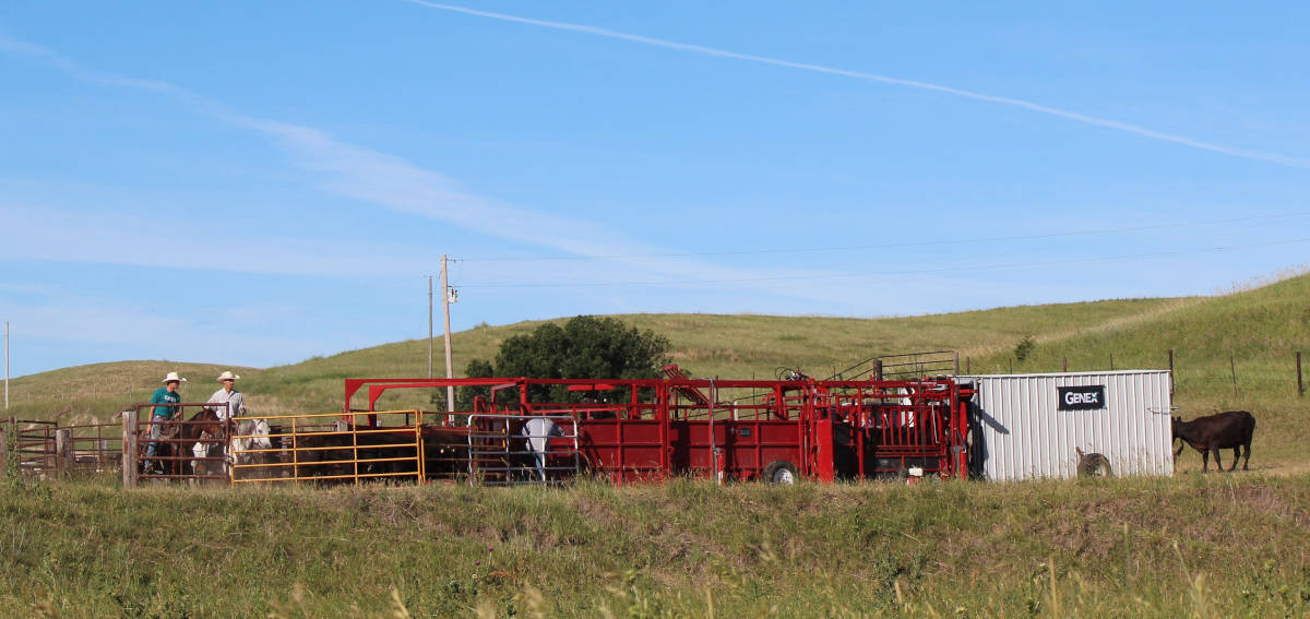 Stockmanship is key during A.I. breeding projects - GENEX