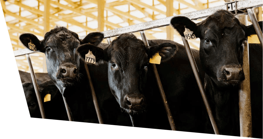 Beef on Dairy - GENEX