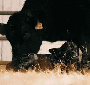 A Producer's Perspective: Beef Calving Essentials - GENEX