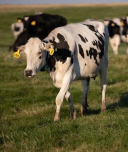 Calf Scours Prevention Begins Before Birth