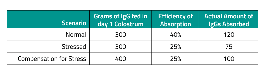 Calf Scours Prevention Begins Before Birth
