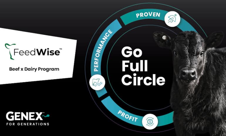 Get More from Your Beef on Dairy Program - GENEX