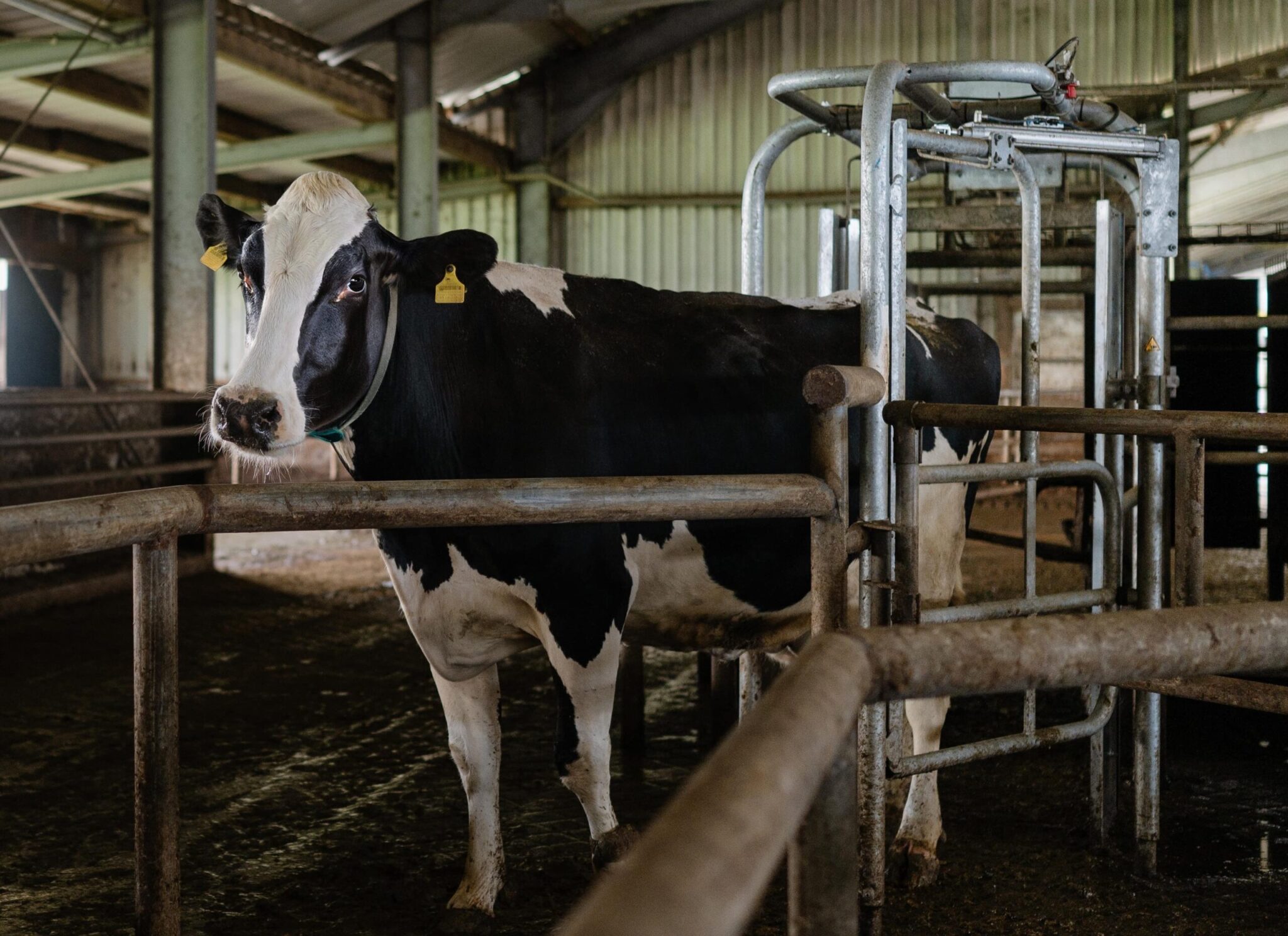 Key Considerations When Purchasing A Sorting Gate