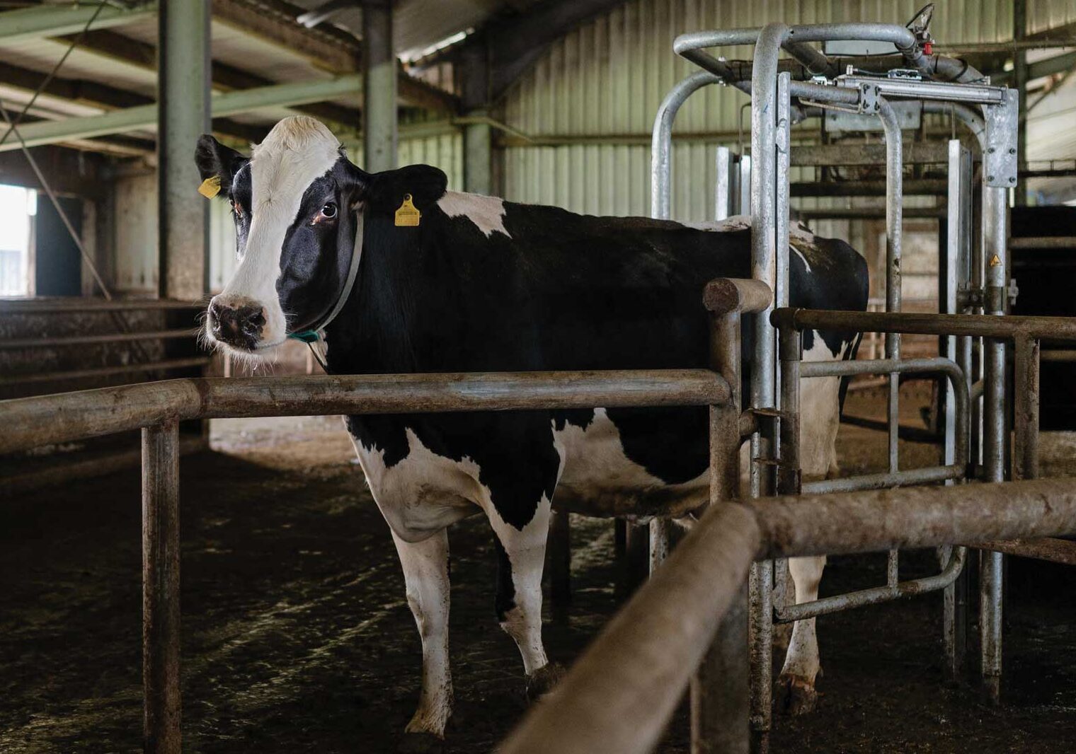 HerdMonitor - GENEX