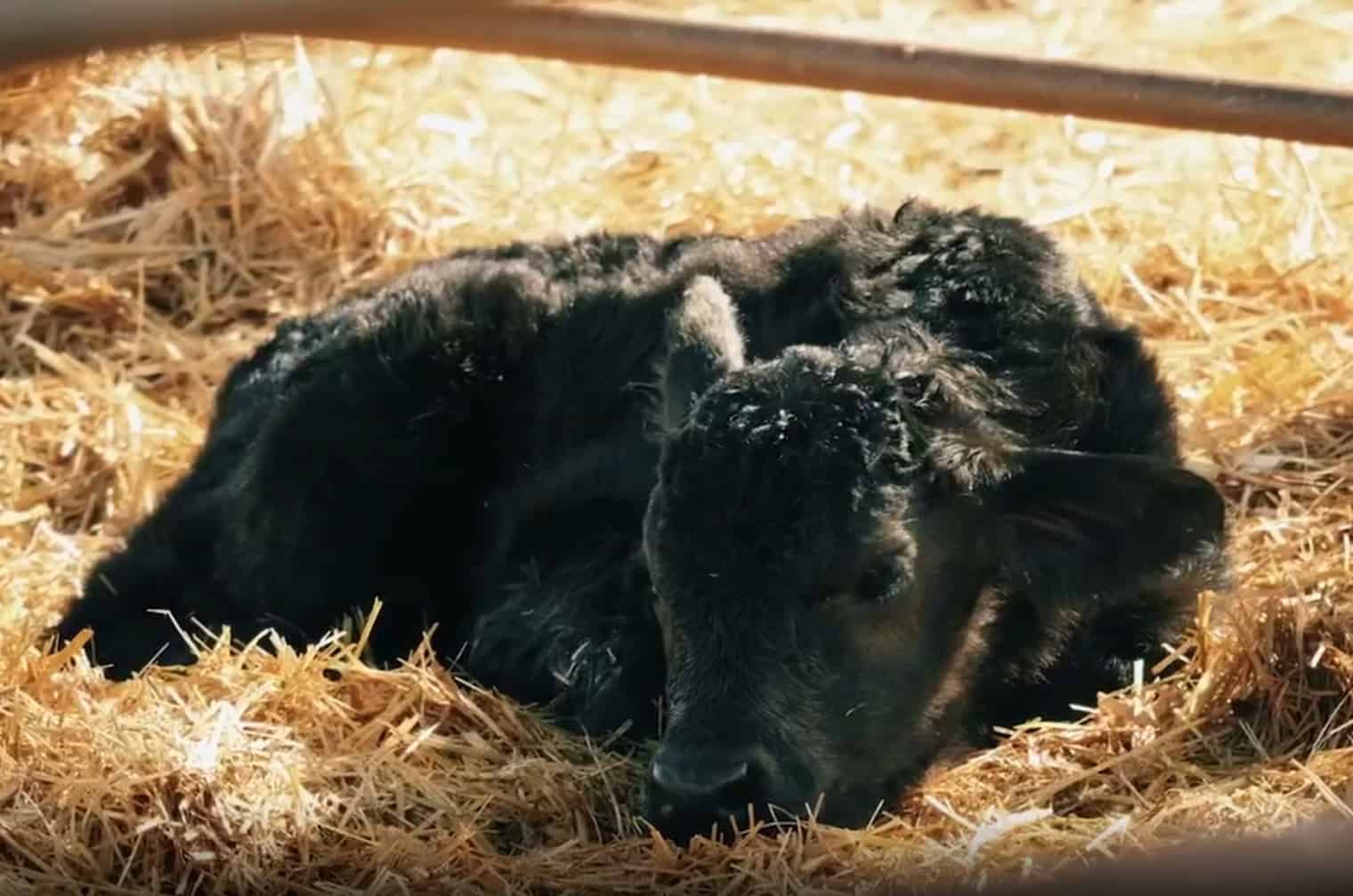 The Critical Meal for Calf Health & Scours Management