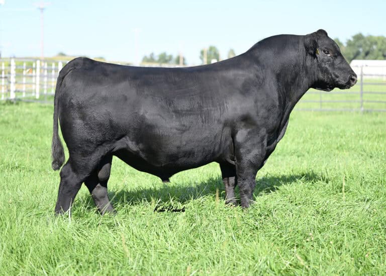 Beef Mommas - GENEX