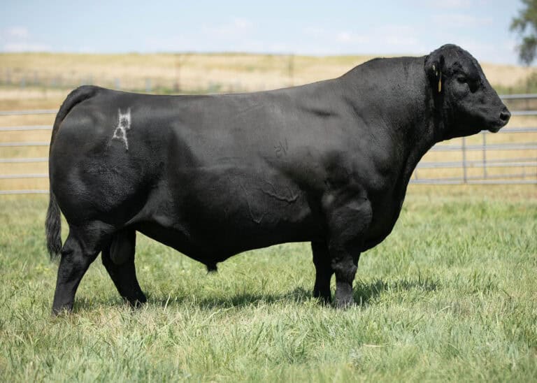 Beef Mommas - GENEX