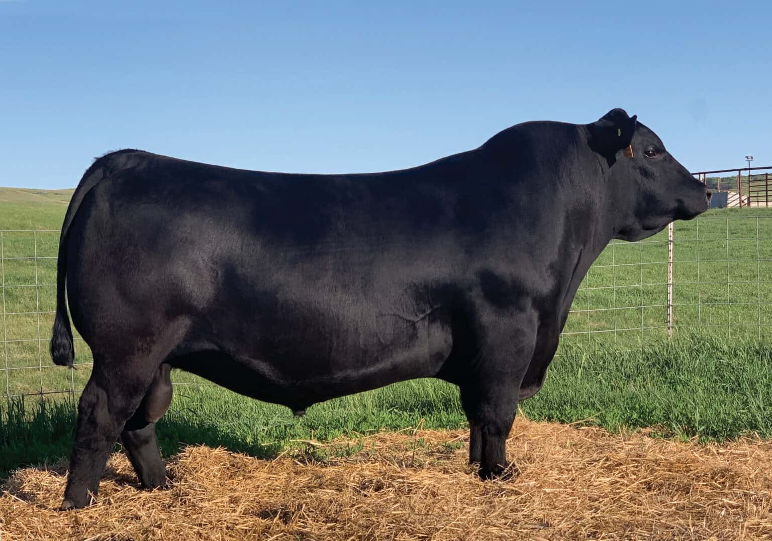 Beef Mommas - GENEX
