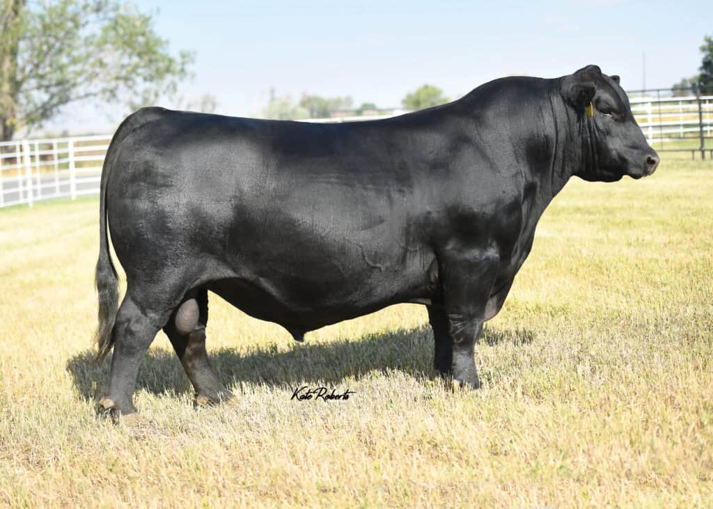 Beef Mommas - GENEX