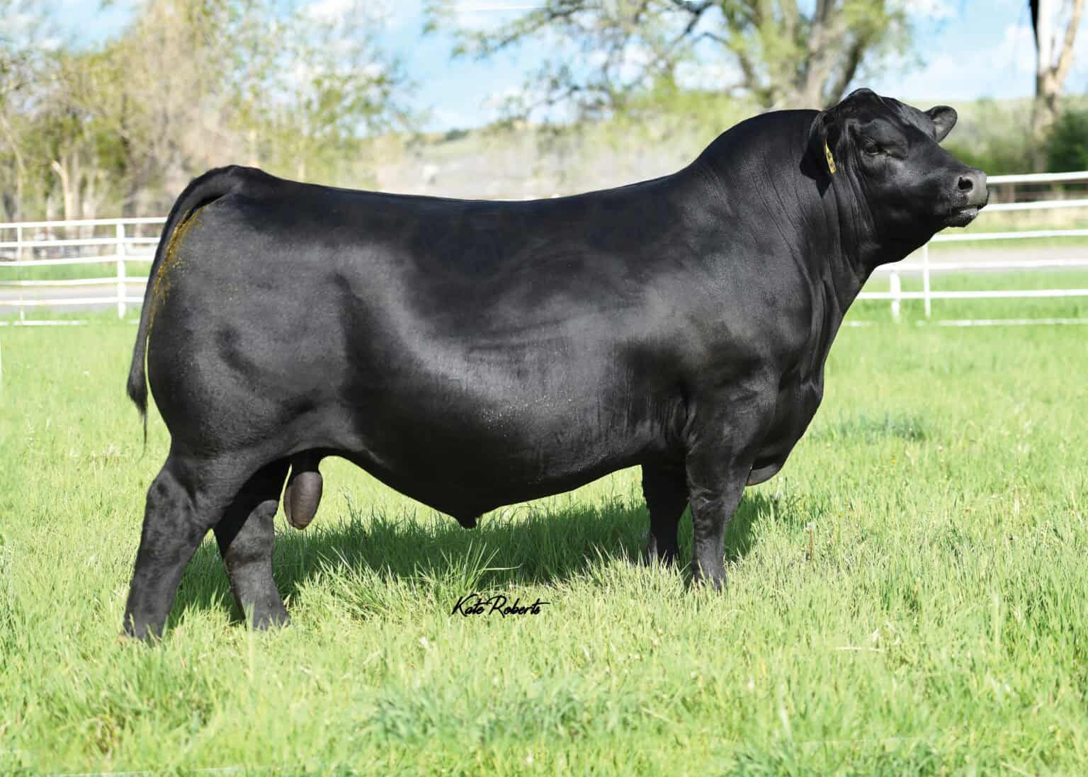 Beef Mommas - GENEX