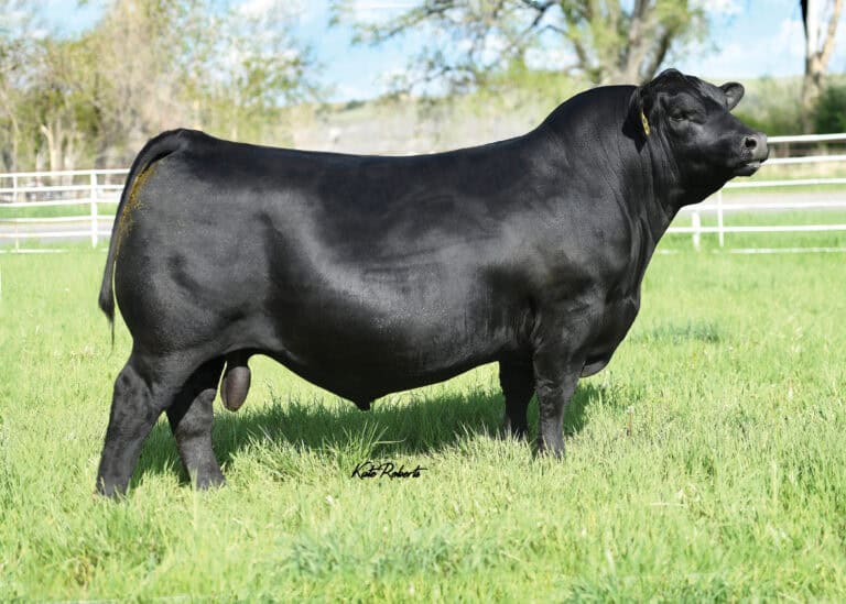 Beef Mommas - GENEX