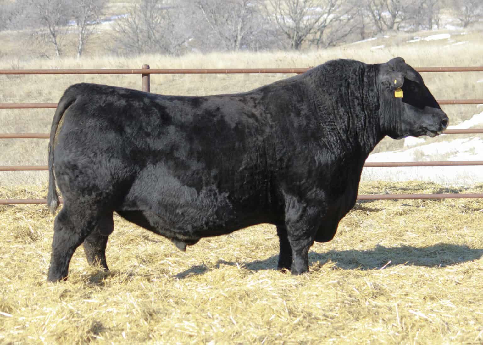 Beef Mommas - GENEX