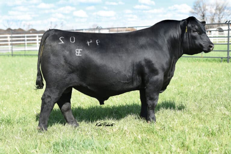 Beef Mommas - GENEX