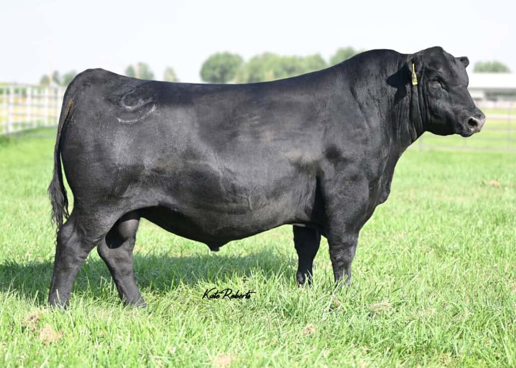 Beef Mommas - GENEX
