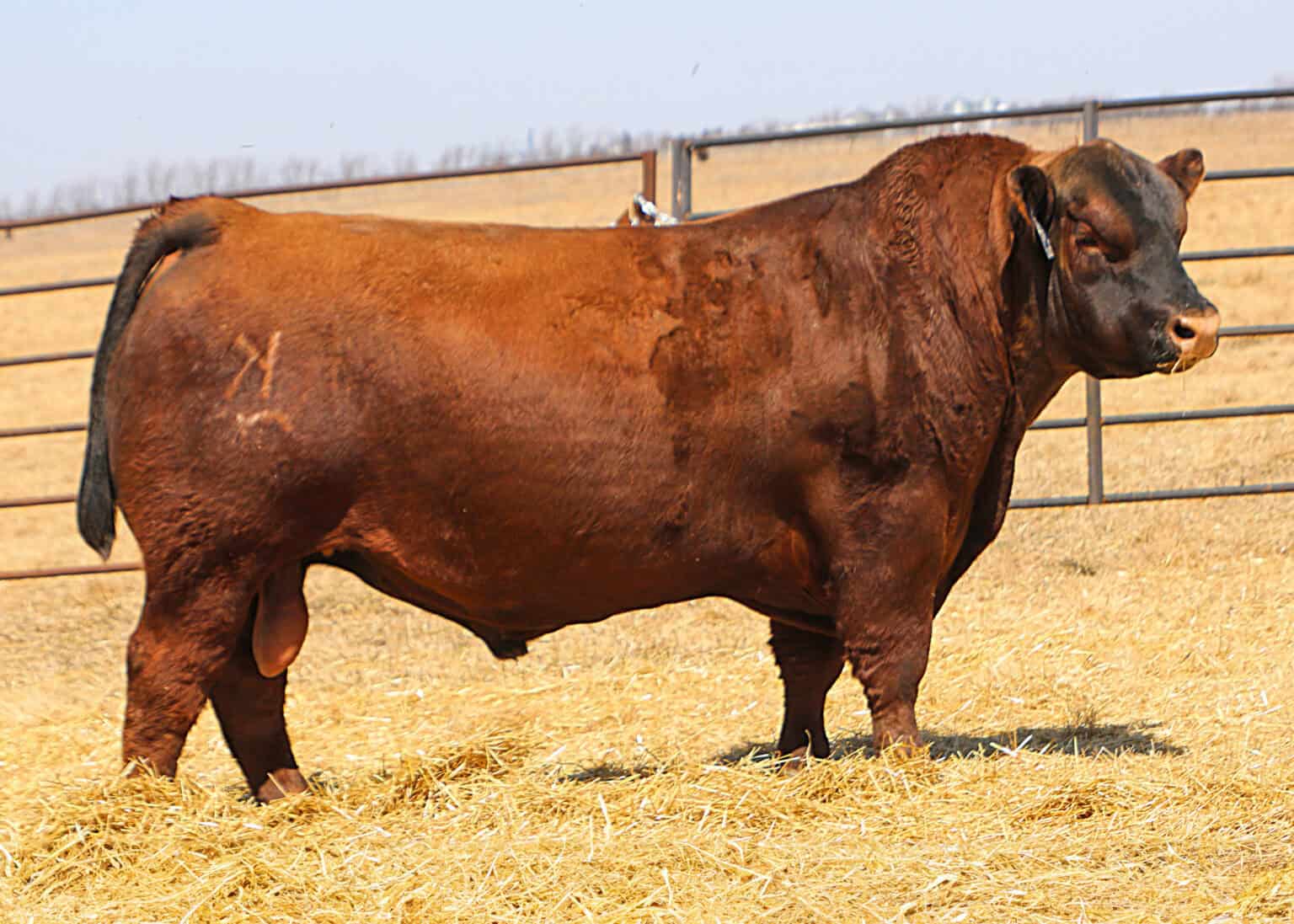 Beef Mommas - GENEX