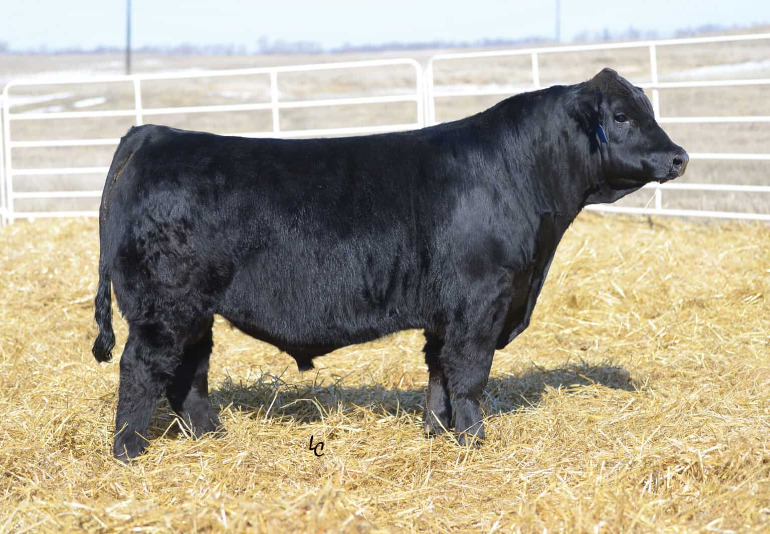 Beef Mommas - GENEX