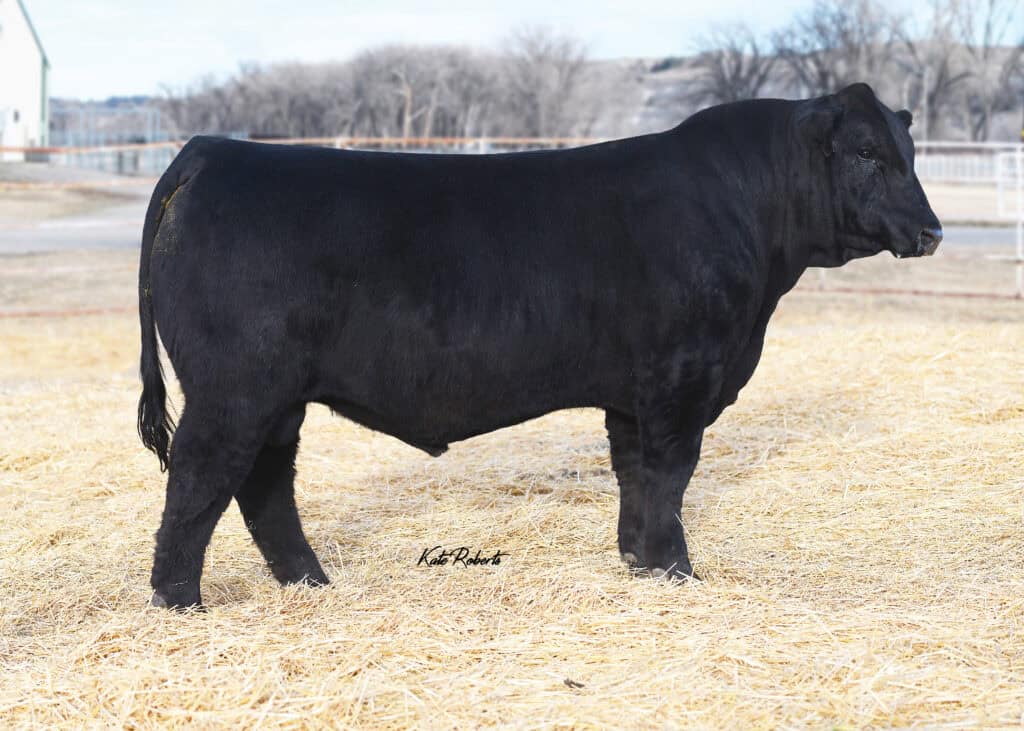 Beef Mommas - GENEX