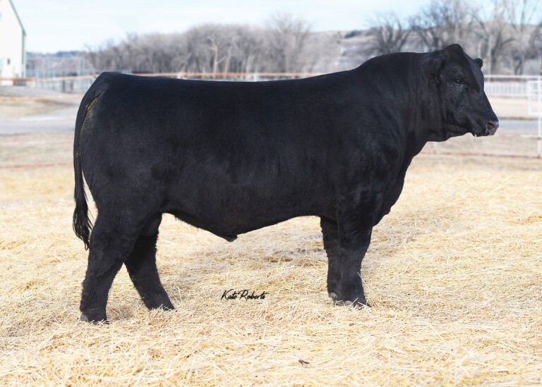 Beef Mommas - GENEX